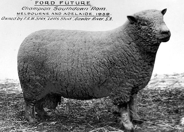 The Babydoll Sheep Story | South Glynde Babydoll Stud